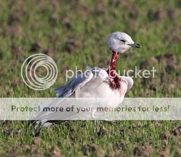 Zombie survival, FTE style... - Page 71 - Ford Truck Enthusiasts Forums