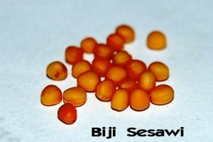 7. Perumpamaan tentang Biji Sesawi - SarapanPagi Biblika Ministry