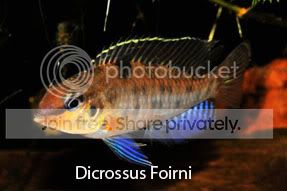 November Fish of the Month