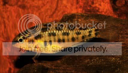 November Fish of the Month
